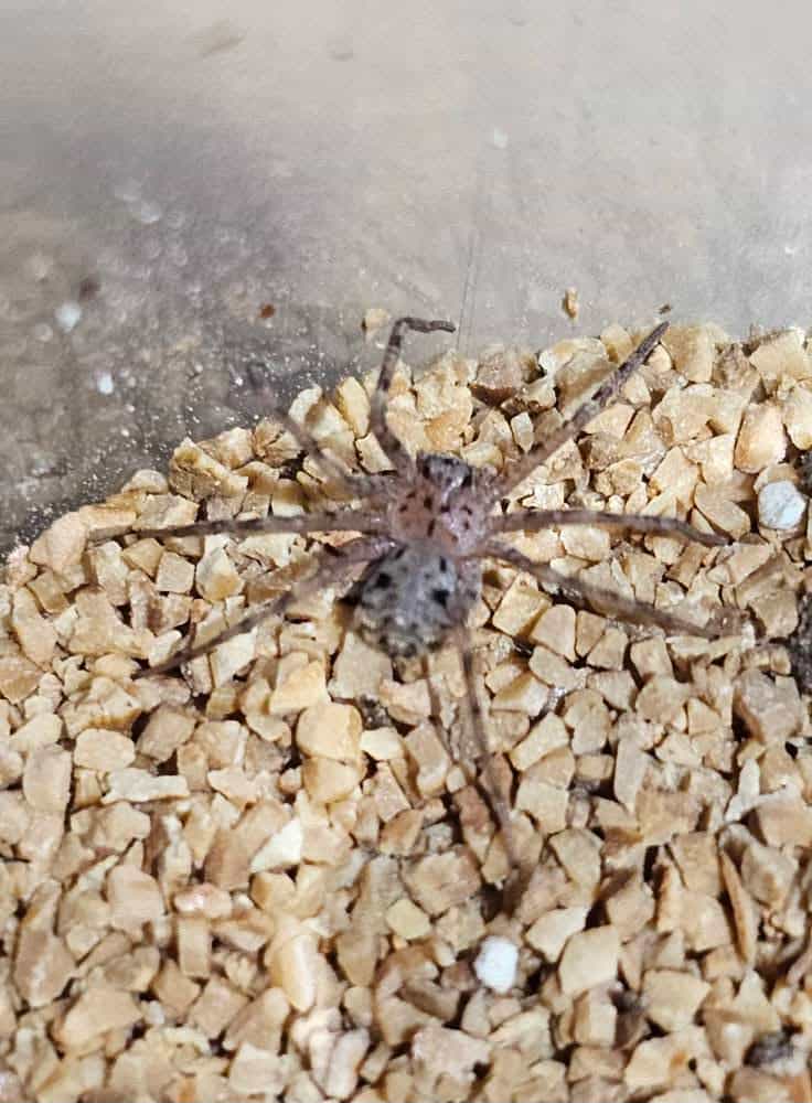 Sicarius gracilis (Ecuadorian six eyed sand spider) – FEARED TO FASCINATED